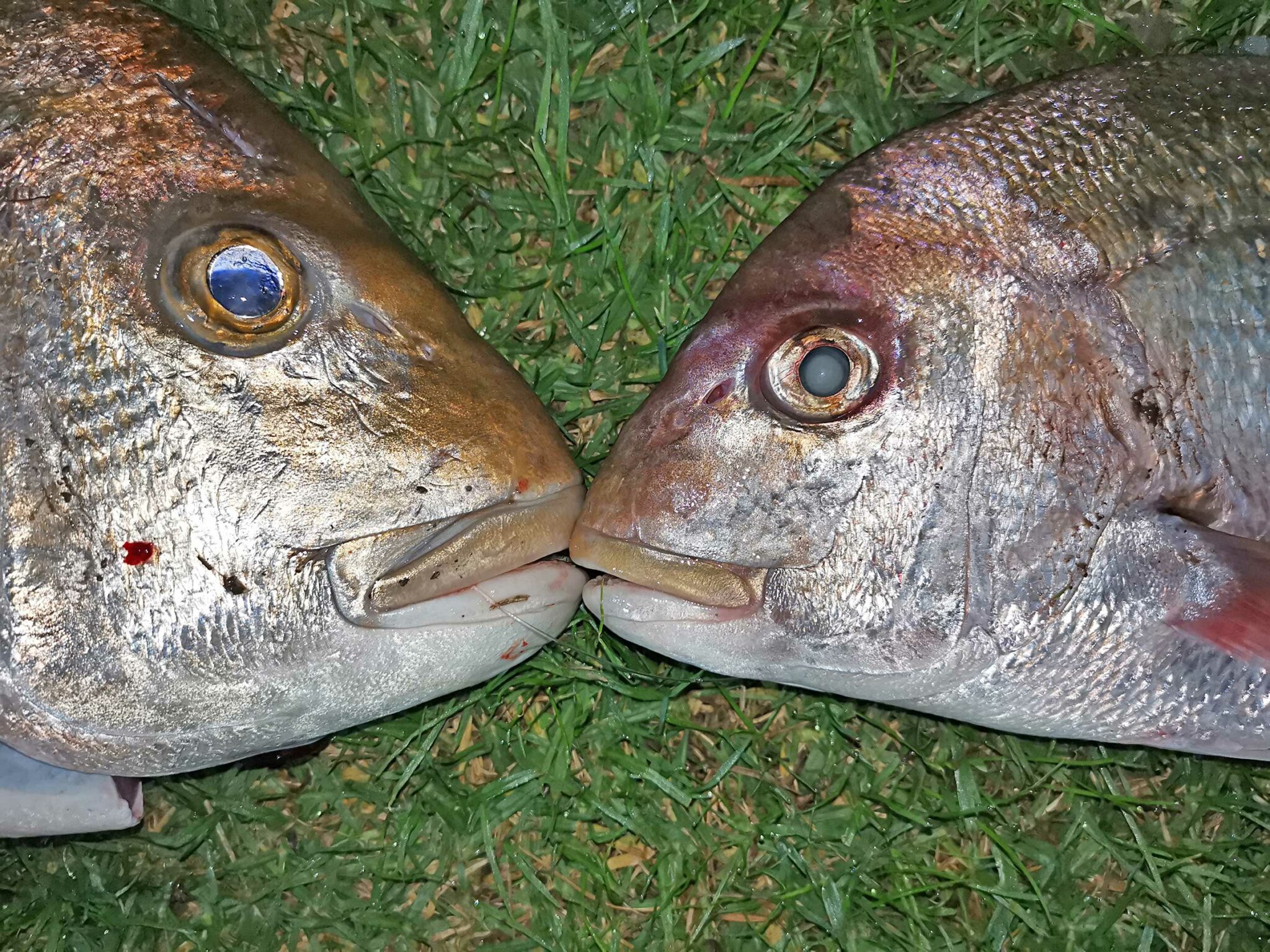 The swimming dead; keep an eye out for ‘zombie’ snapper - Waiheke Gulf News